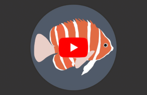 Boylei Hobby Time | Toy Tales